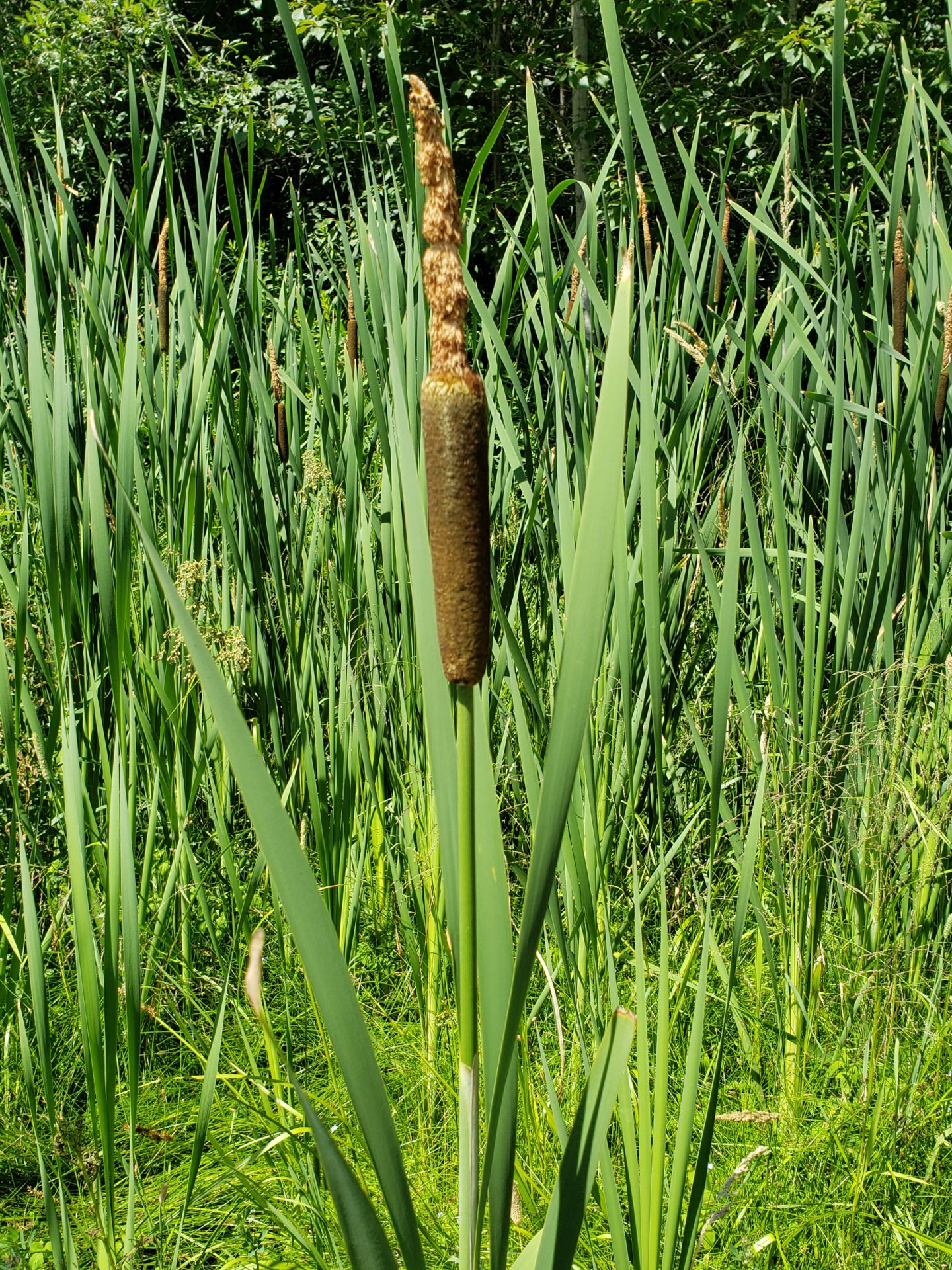 The Bruised Reed - Duluth Benedictines