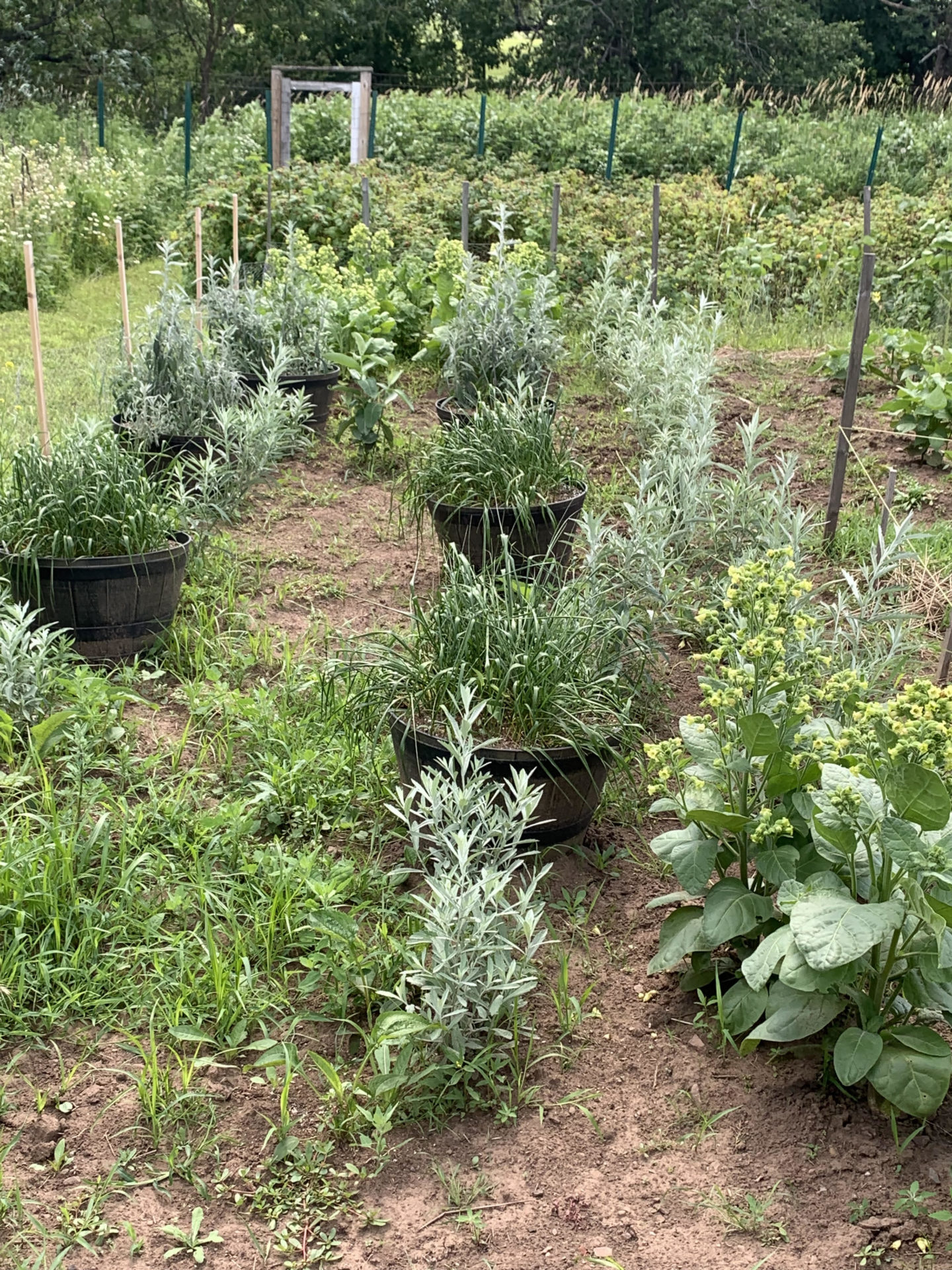 Sisters Provide Garden Space for Ojibwe Medicine Garden - Duluth ...