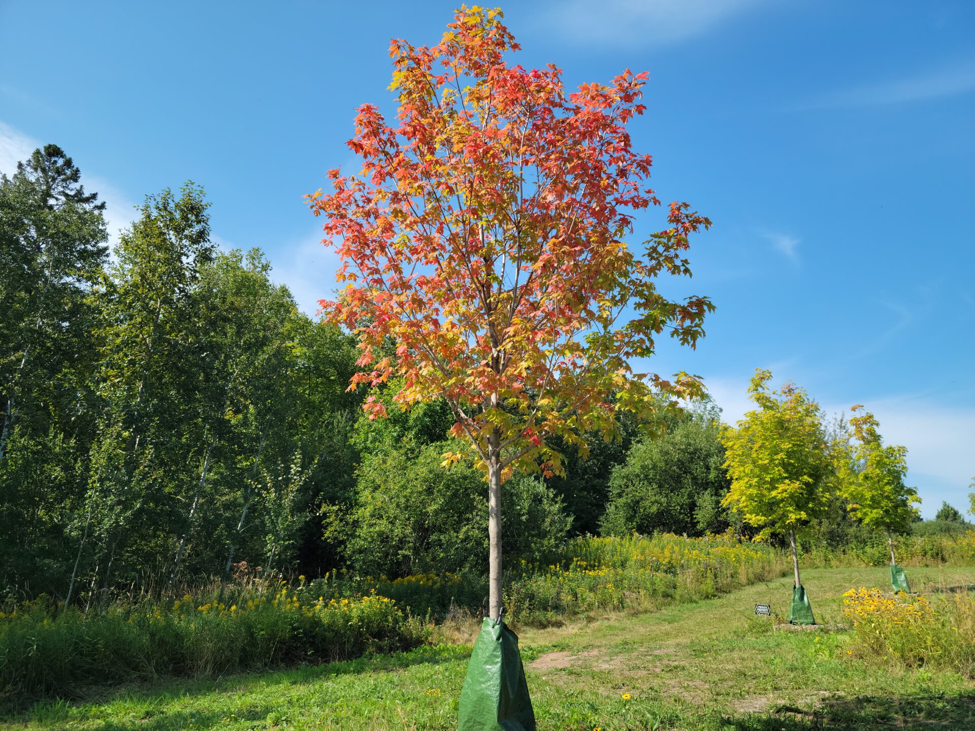 A Little Bit of Color - Duluth Benedictines