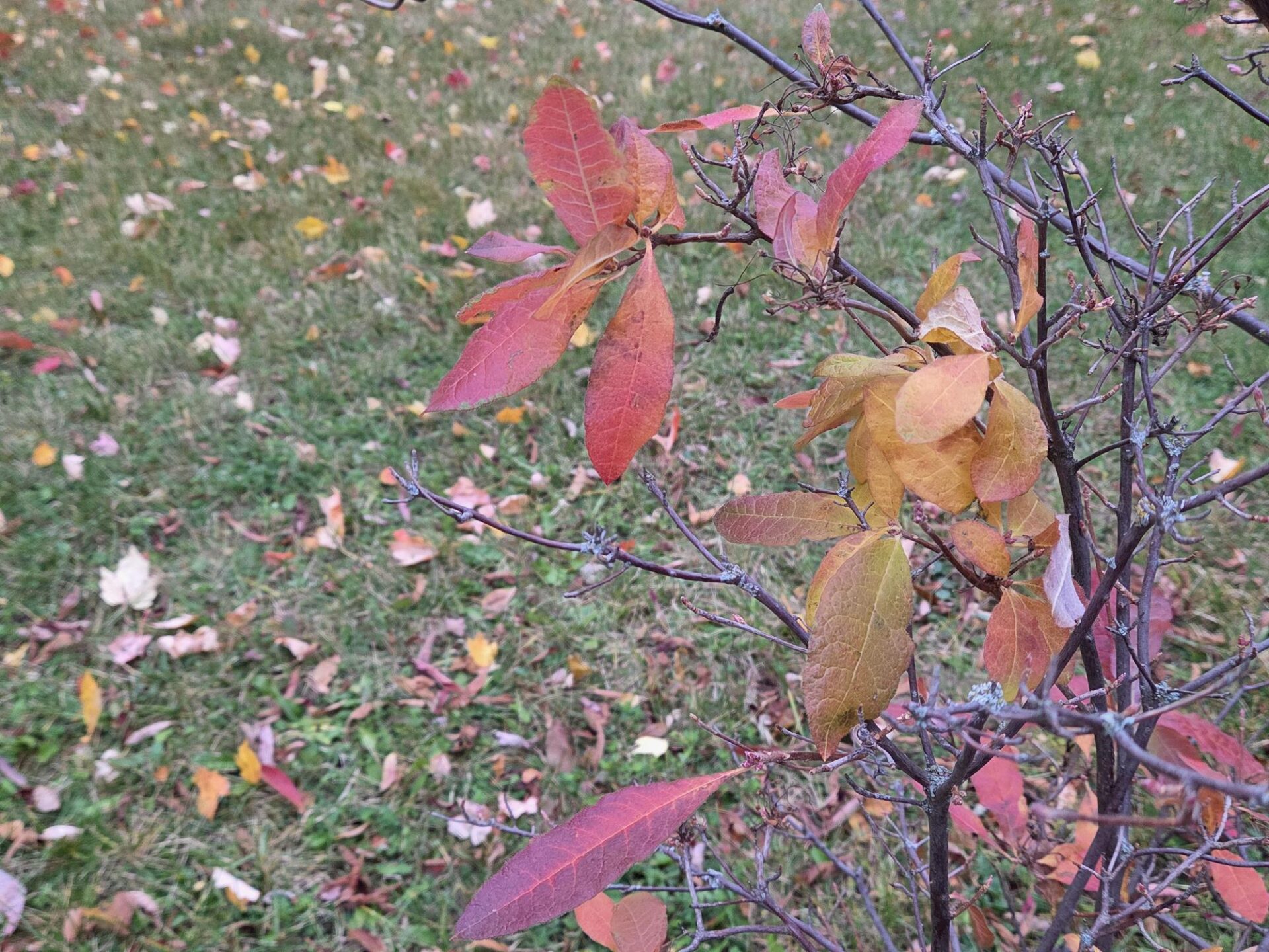 Penitential Psalms - Duluth Benedictines